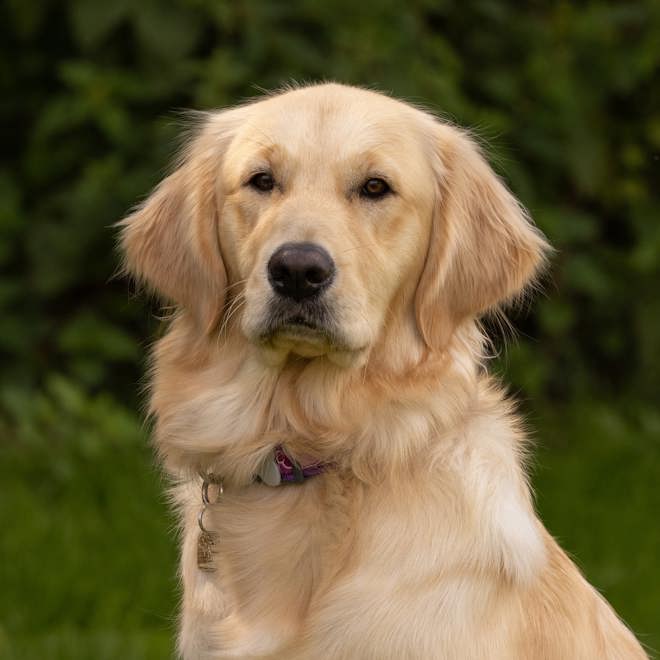 Guide Dogs Pupdates - Unison