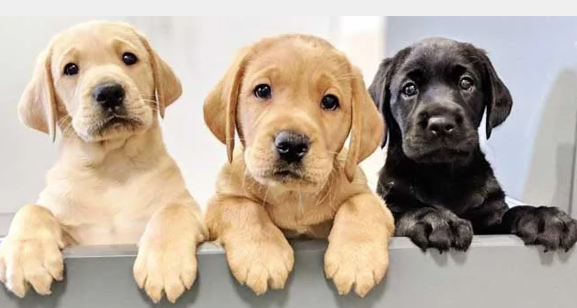 Guide Dogs – Pupdate - Unison